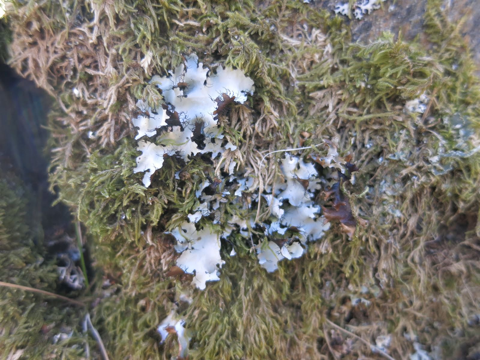 Phytomed Nepal - Learn Chemistry With PhytoMed