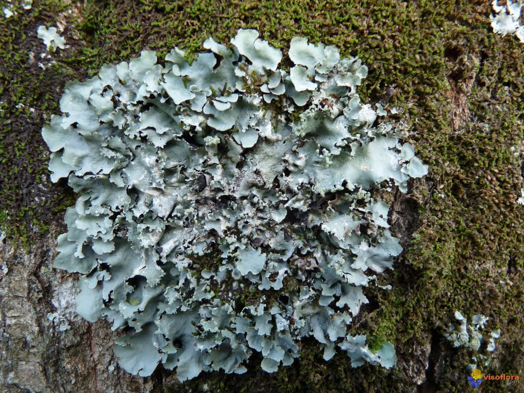 Phytomed Nepal - Learn Chemistry With PhytoMed