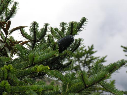 Phytomed Nepal - Learn Chemistry With PhytoMed