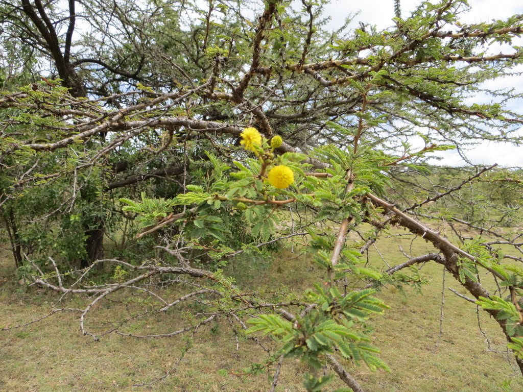 Phytomed Nepal - Learn Chemistry With PhytoMed