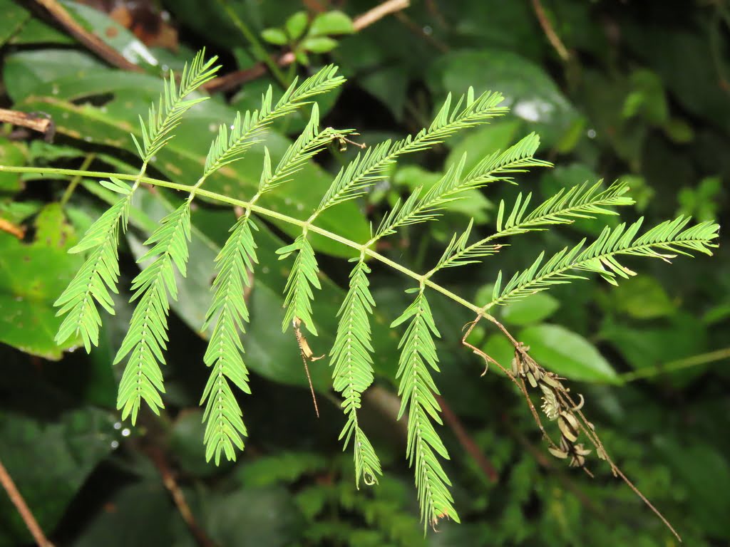 Phytomed Nepal - Learn Chemistry With PhytoMed