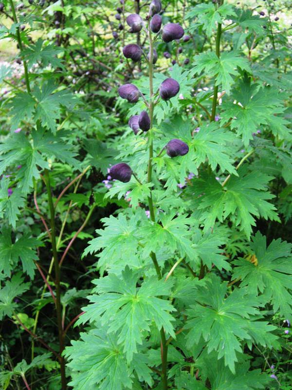 Phytomed Nepal - Learn Chemistry With PhytoMed