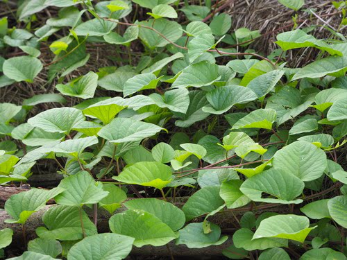 Phytomed Nepal - Learn Chemistry With PhytoMed